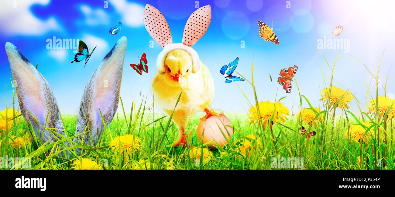 easter, chicks, rabbit ears, springtime, easters, baby chicken, baby ...