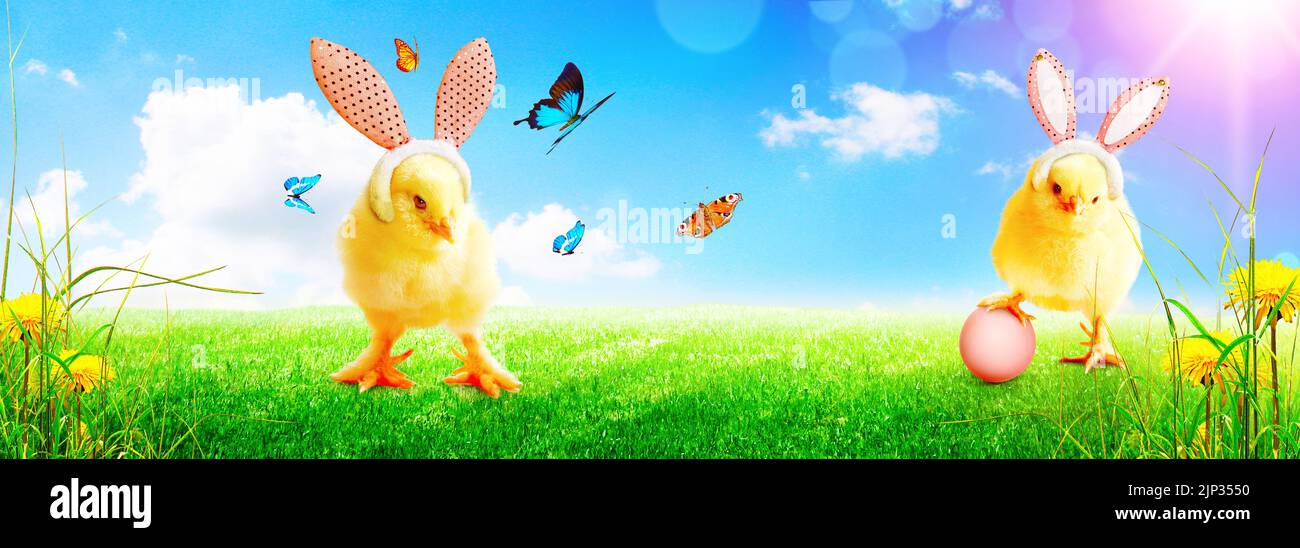 easter, easter egg, chicks, springtime, easters, easter eggs, baby ...