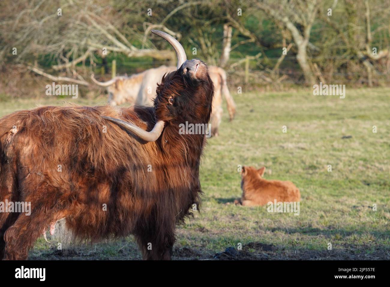 A highland cattle scratching itself with its horn, with a calf laying ...