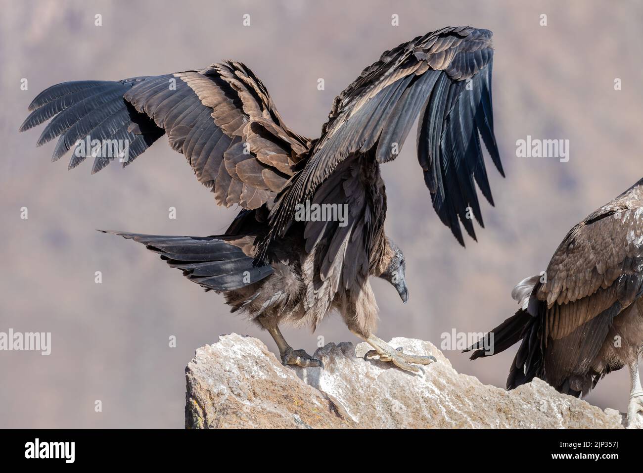 A back shot of an Andean condor on rocky edgy and ready to fly Stock ...