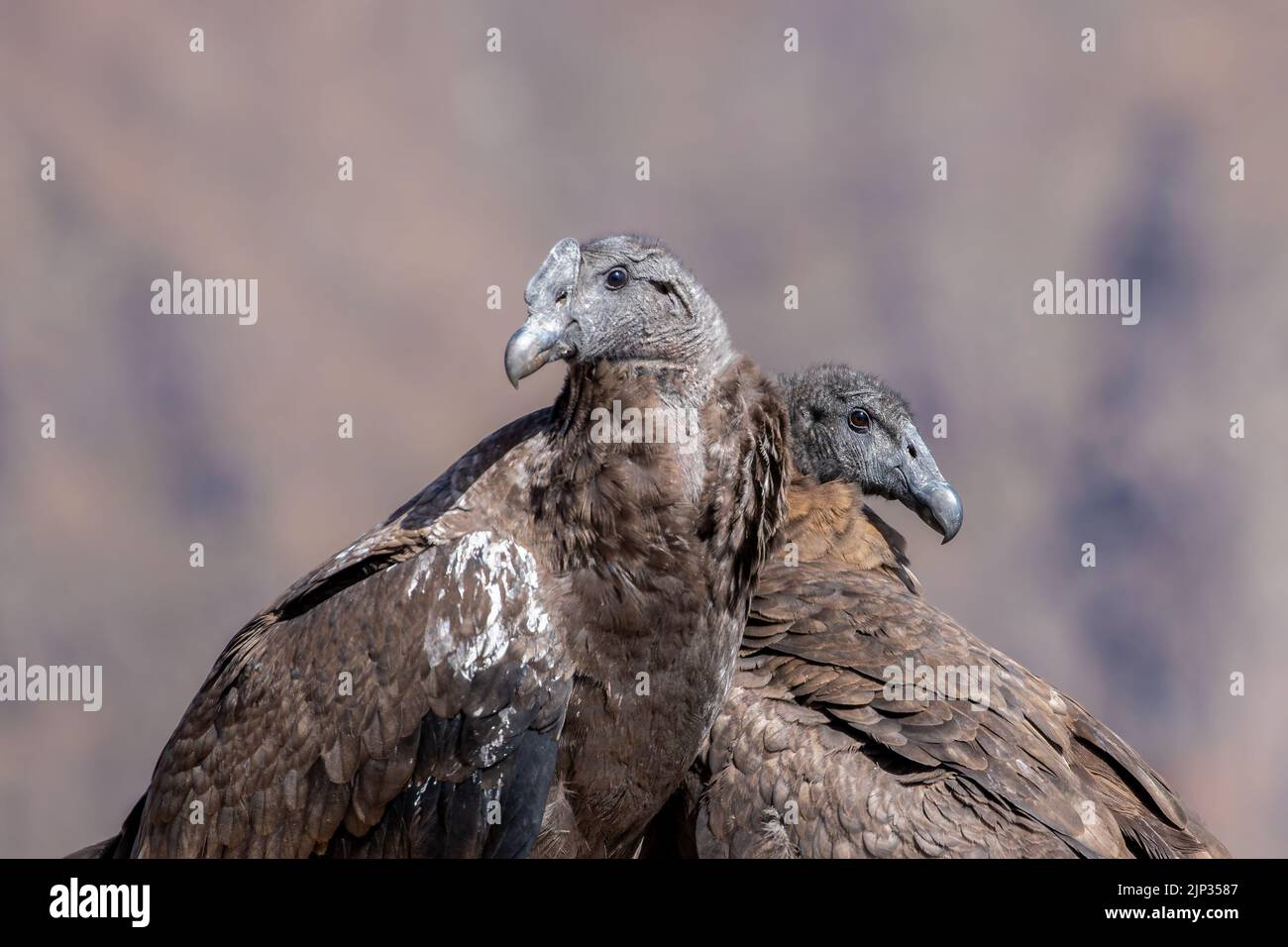 A shallow focus shot of two Andean condors with blur background Stock ...