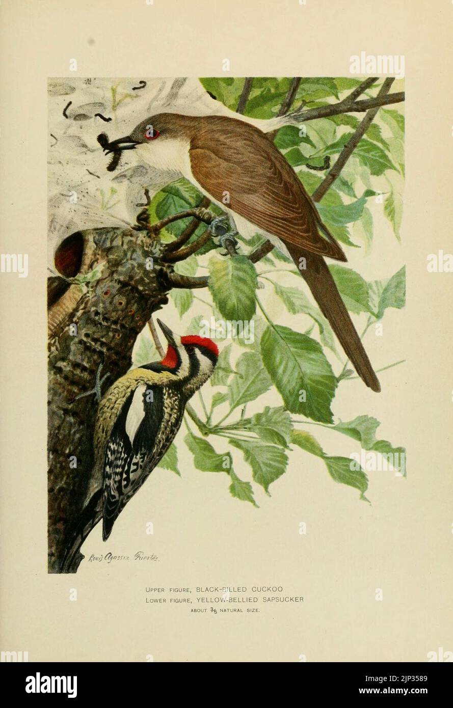 The economic value of birds to the state (6376378953 Stock Photo - Alamy