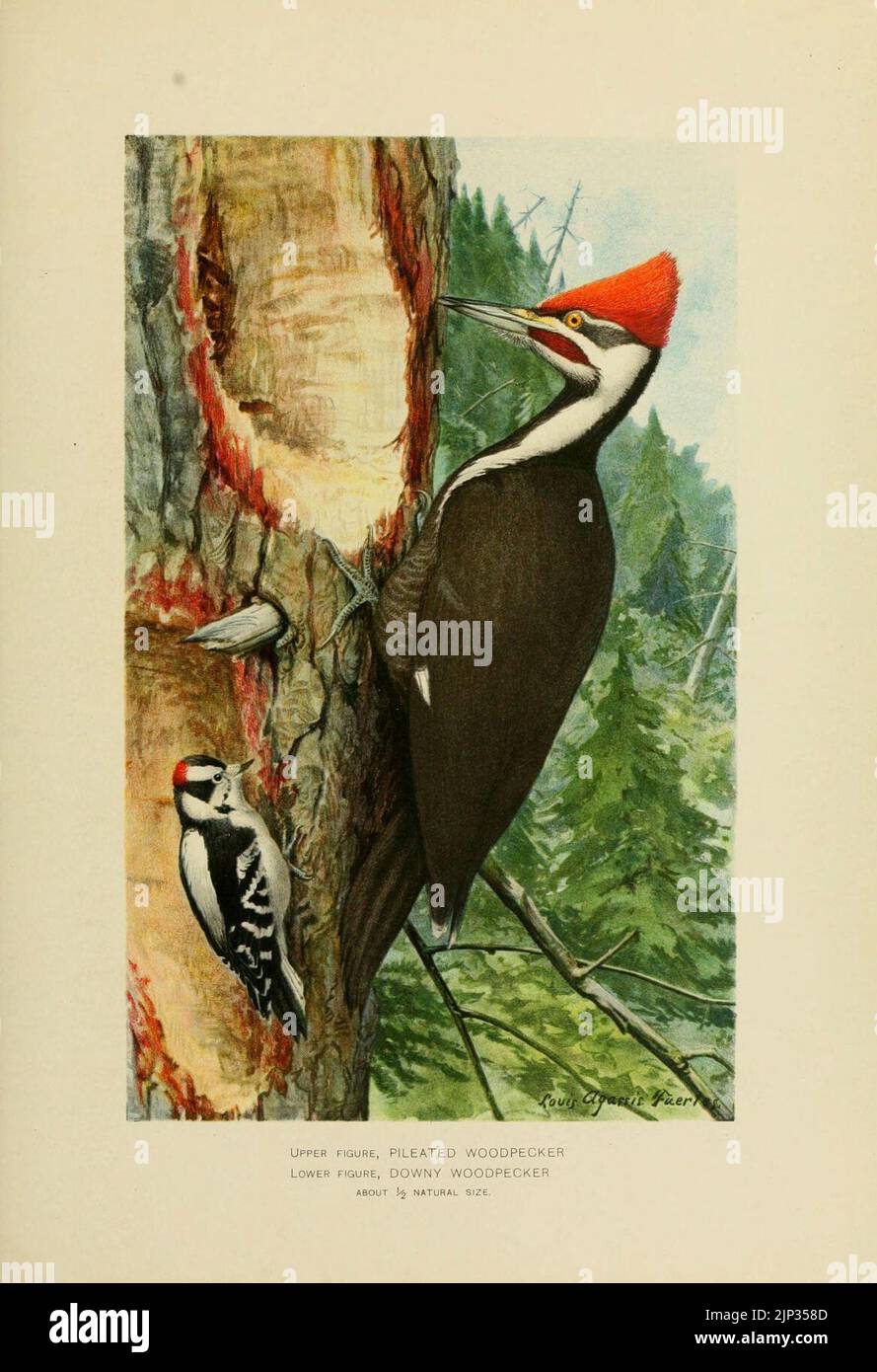 The economic value of birds to the state (6376379615 Stock Photo - Alamy