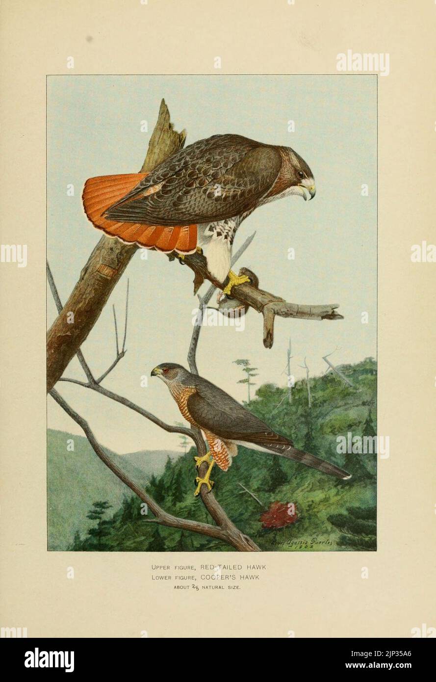 The economic value of birds to the state (6376377223 Stock Photo - Alamy