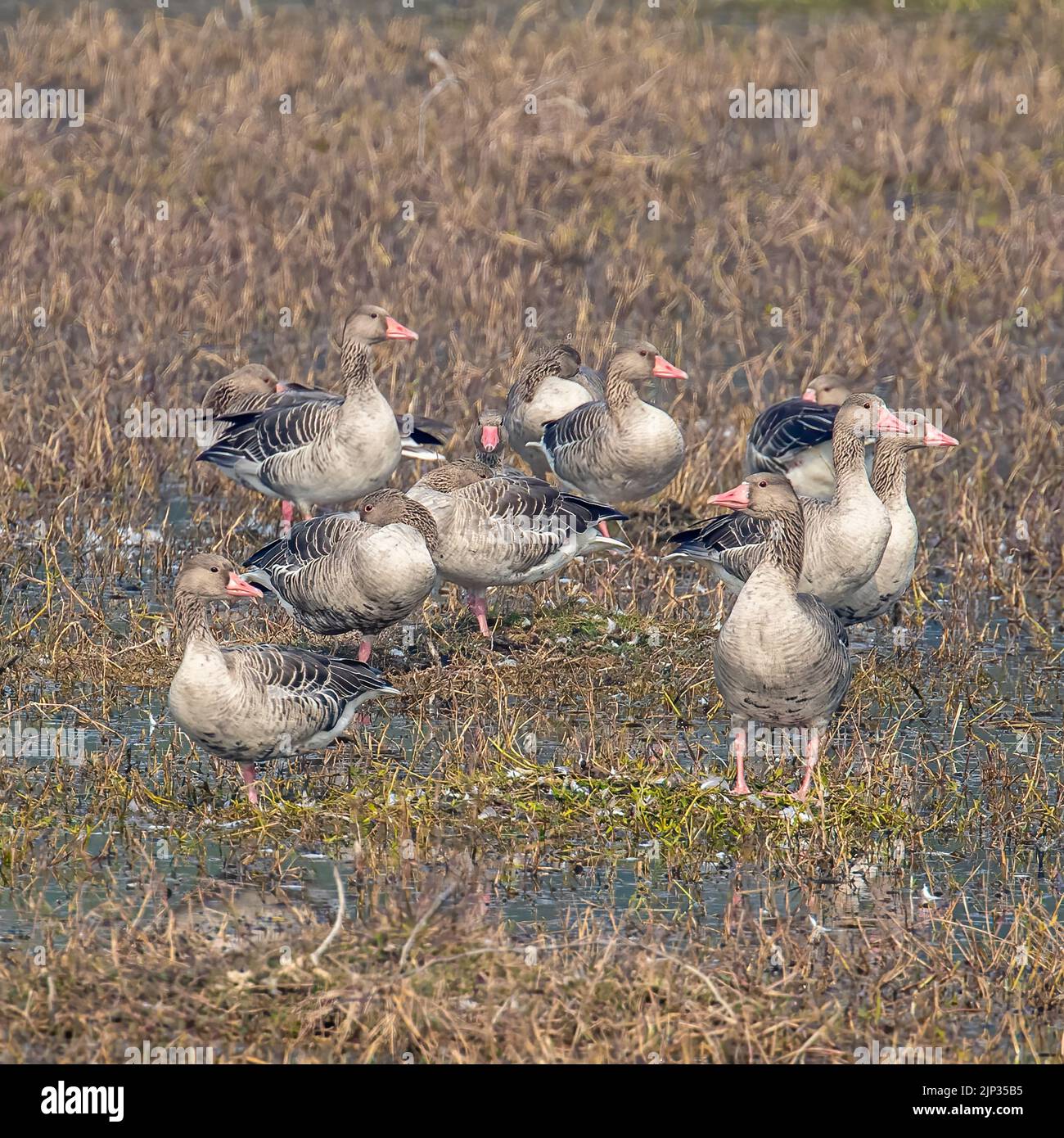 A small flock of greylag geese basking while standing in wetland Stock ...