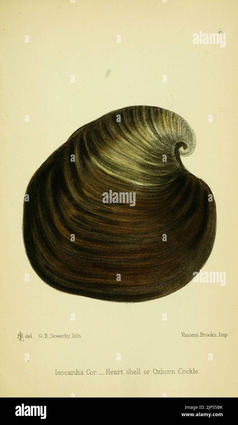 The edible Mollusca of Great Britain and Ireland (Plate VI) (5988082724 ...