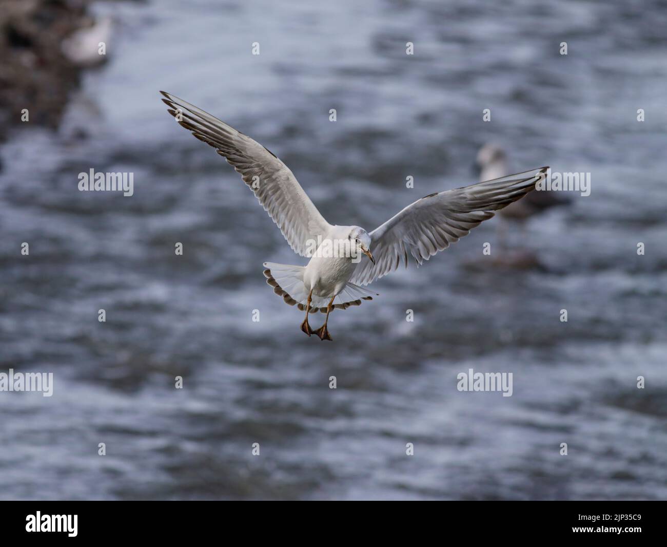 Common tern hovering over Douro river, north of Portugal Stock Photo ...