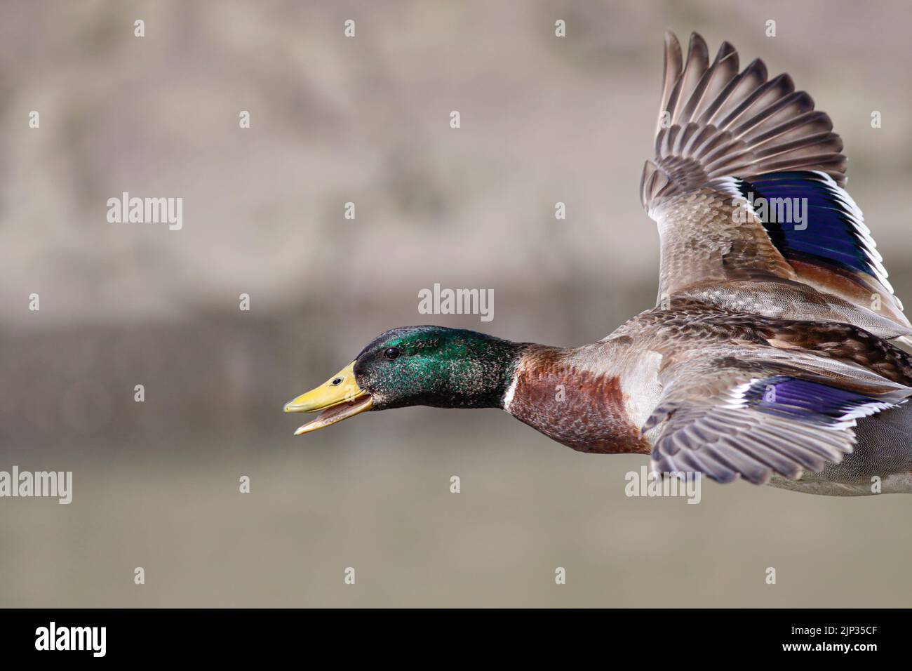 Mallard duck in flight closeup Stock Photo - Alamy