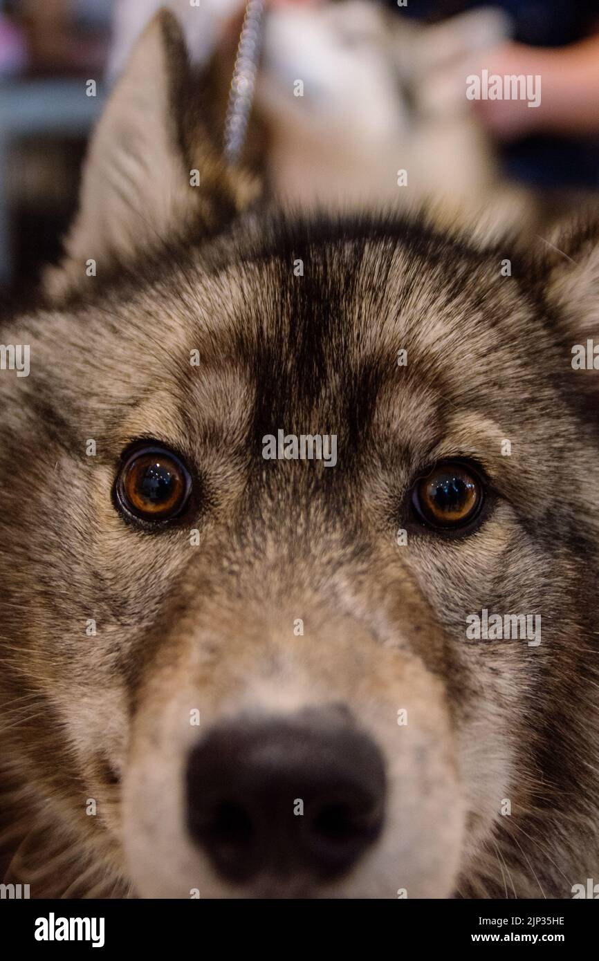 A vertical portrait of a Siberian Husky dog with blur background Stock ...