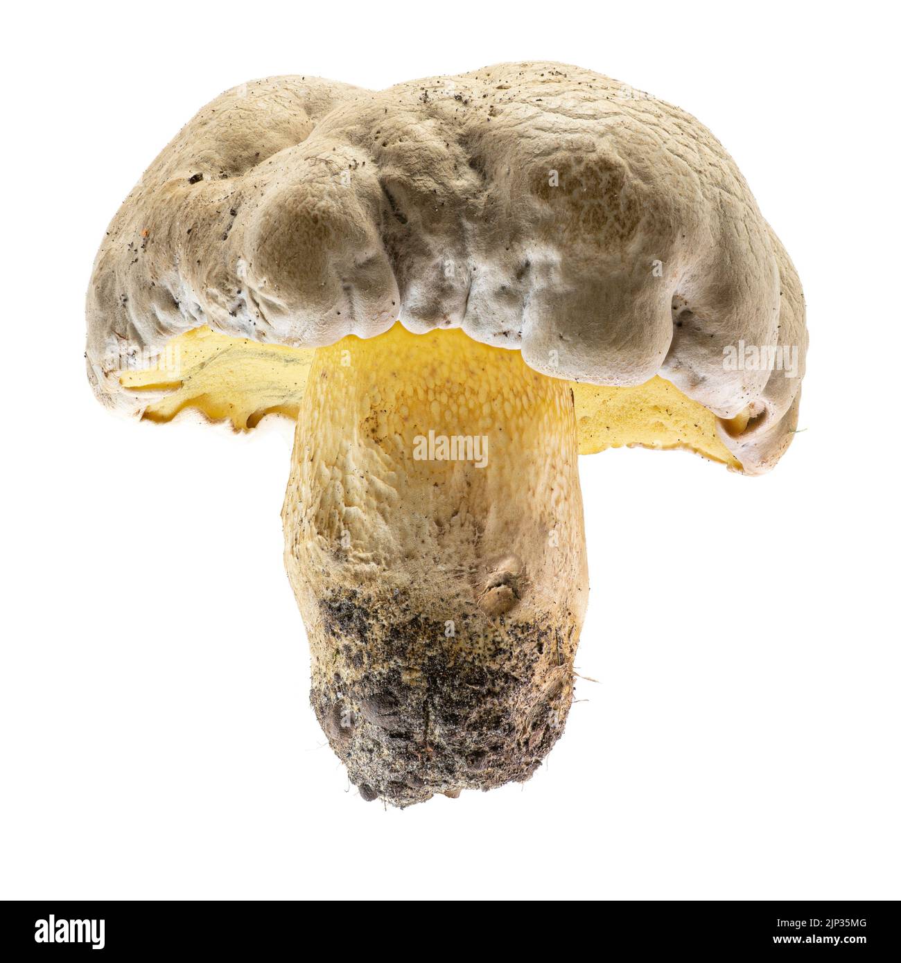 A closeup of a rooting bolete (Caloboletus radicans) on white ...