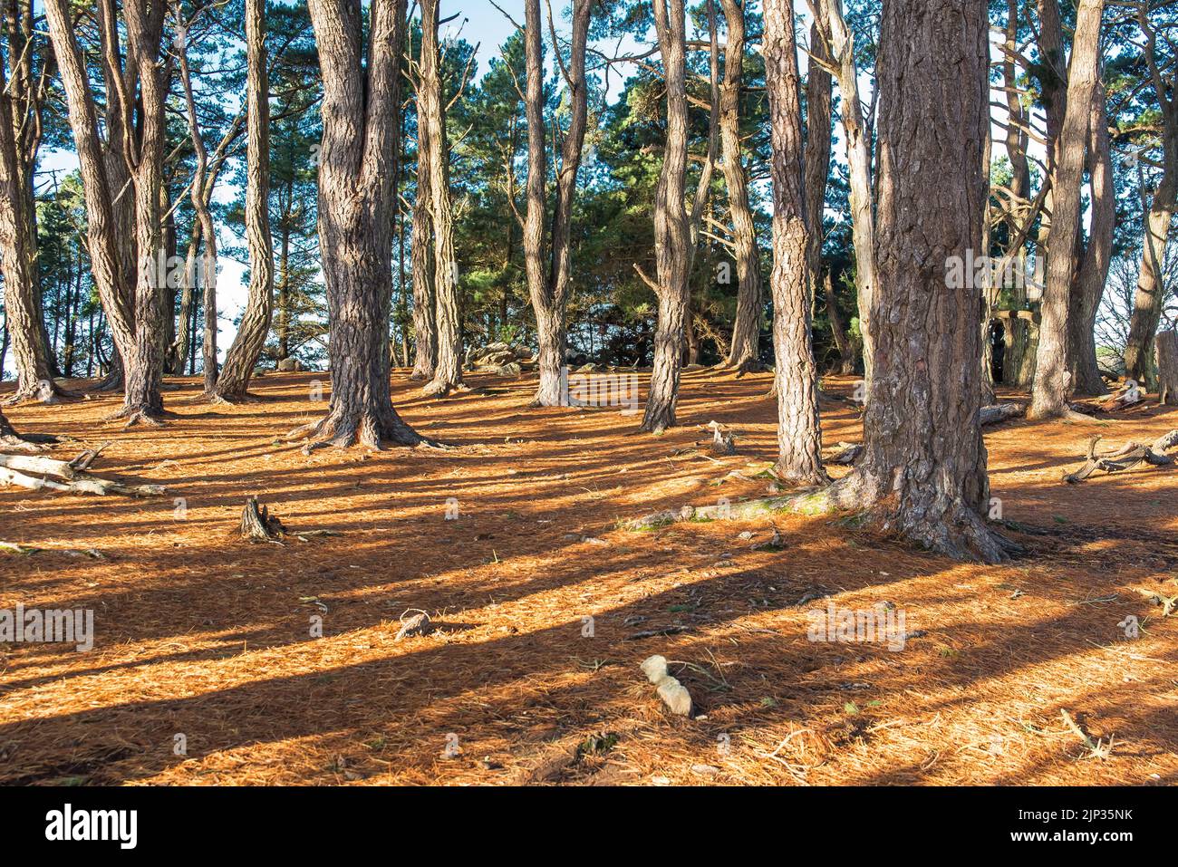 Morbihan gulf, in Brittany, pines forest in back-light, in winter ...
