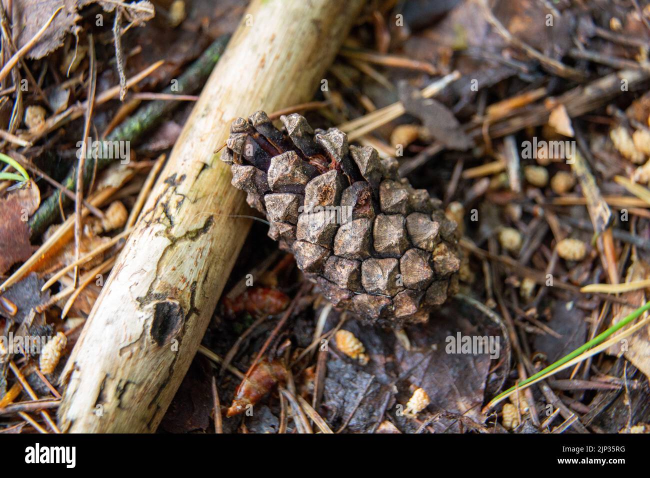 A view of a cone laying among sticks and dry leaves Stock Photo - Alamy
