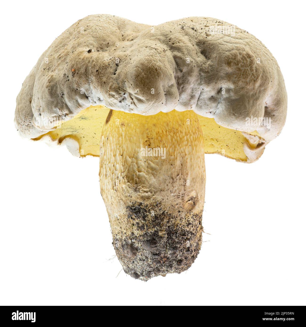 A closeup of a rooting bolete (Caloboletus radicans) on white ...