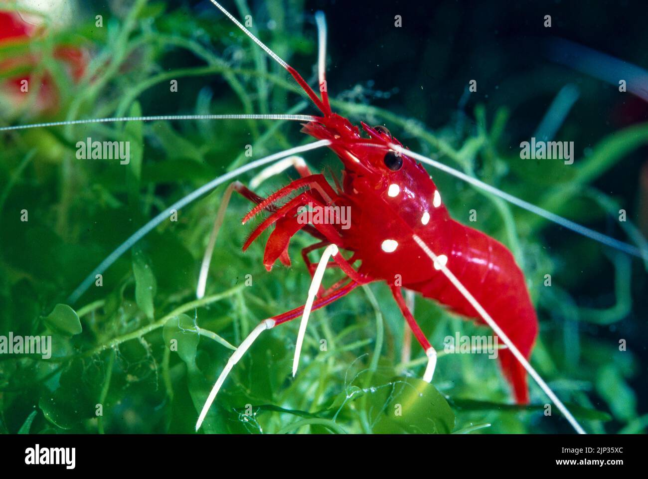 Fire shrimp (Lysmata debelius Stock Photo - Alamy