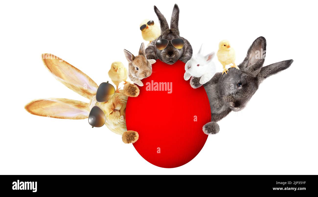 easter egg, easter bunny, chicks, easter eggs, easter bunnies, baby ...