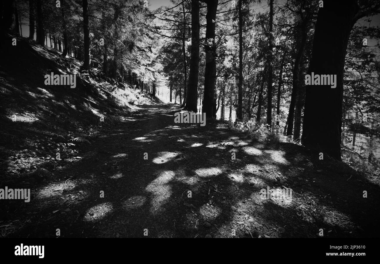 Patterns of dappled light and tree shadow across the path on a walk ...