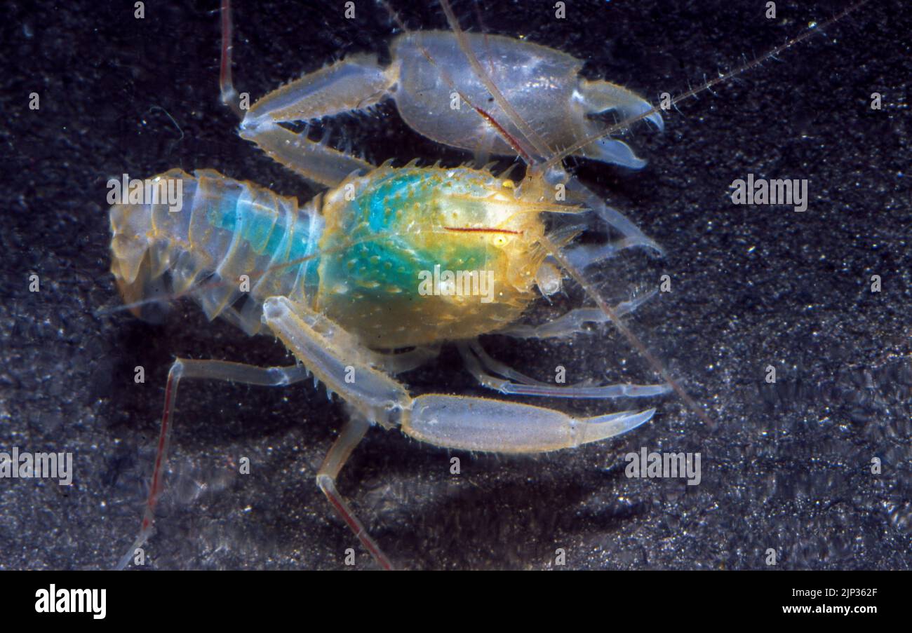 Robust boxer shrimp (Microprosthema validum) collected at Heron Island ...