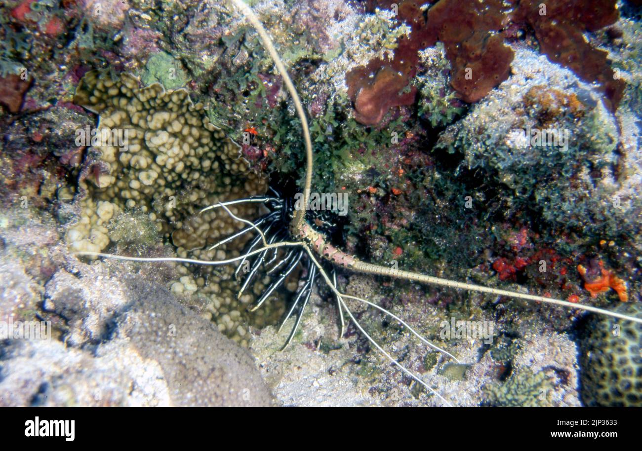 Painted rock lobster (Panilurus versicolor) from Kuredu Island, the ...