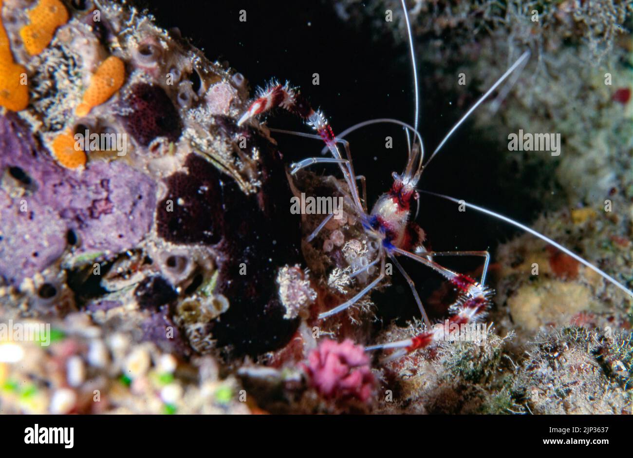 Banded cleaner shrimp (Stenopus hispidus) in a snall cave in the ...