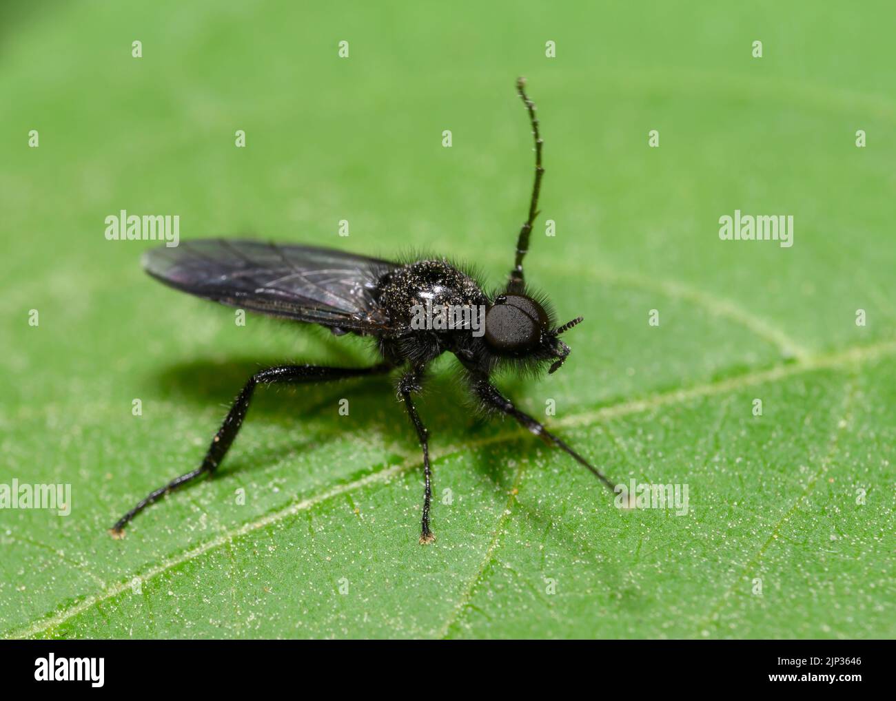 Walking on a tree hi-res stock photography and images - Alamy