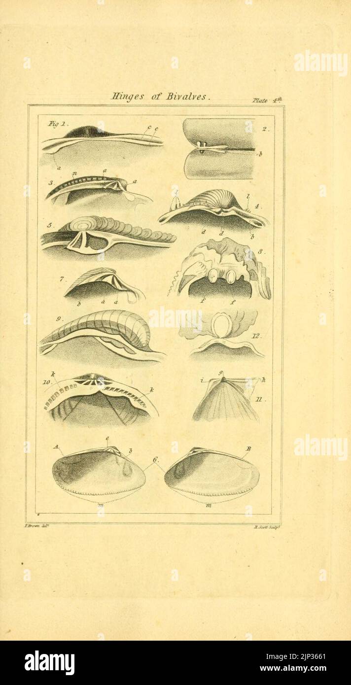 The elements of conchology; or Natural history of shells (9202203278 ...