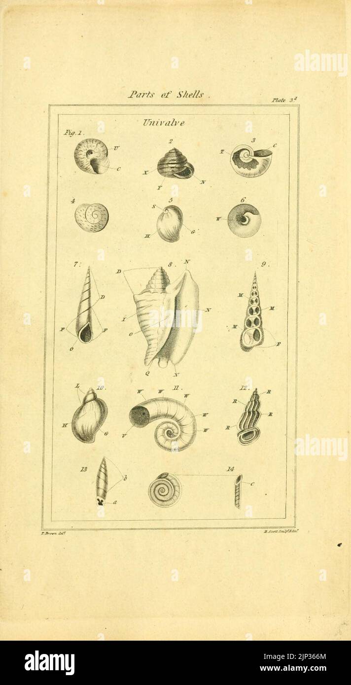The elements of conchology; or Natural history of shells (9199419133 ...