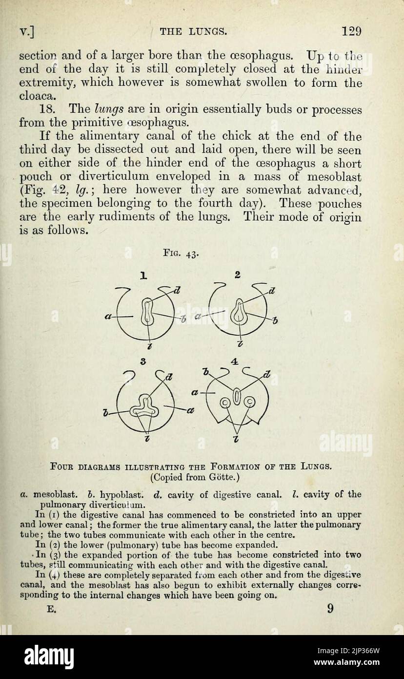 The elements of Embryology, &c (Page 129 Stock Photo - Alamy