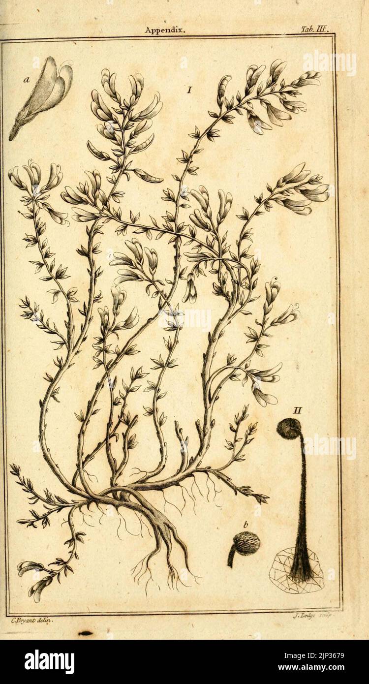 The elements of botany Stock Photo - Alamy