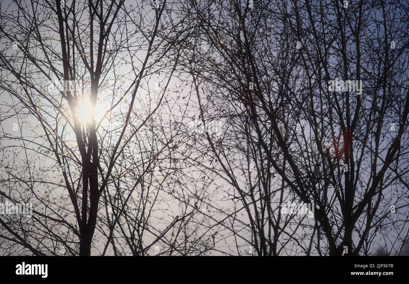 Trees silhouetted against an sun rising early on a winter morning, Glen ...