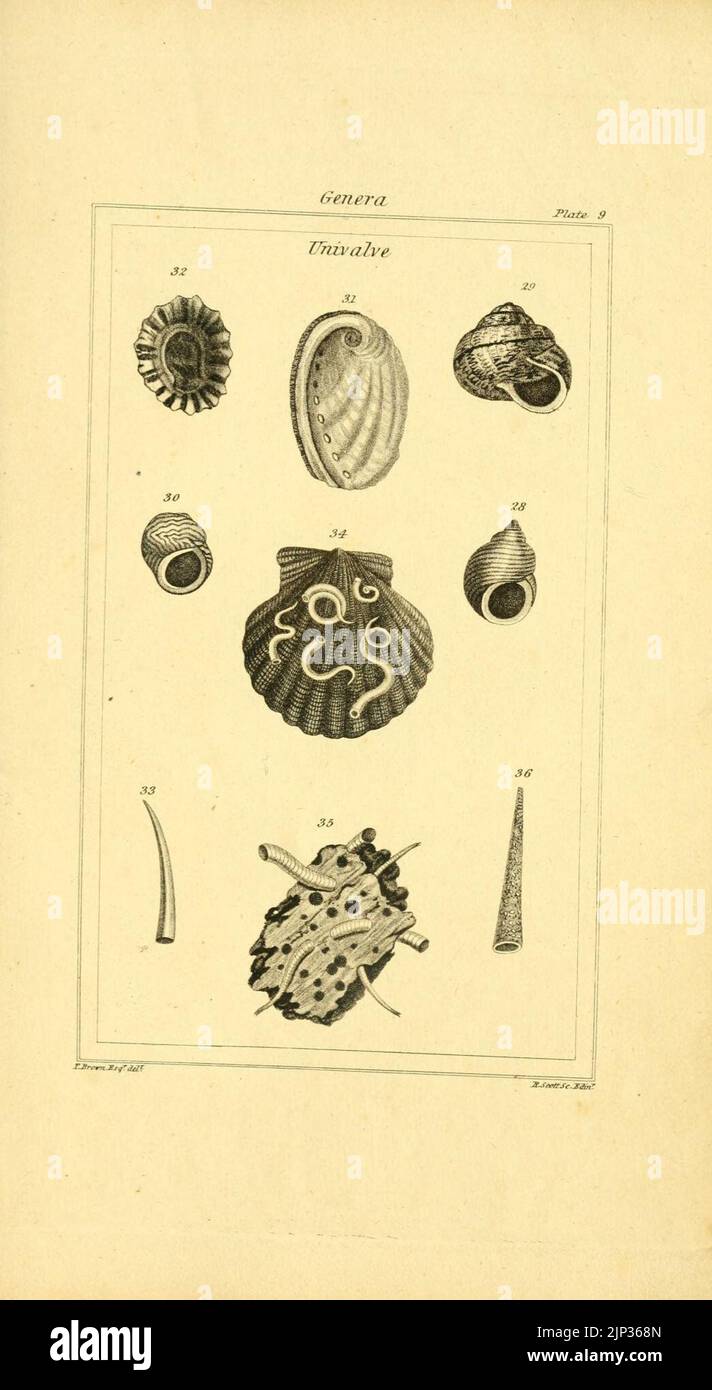 The elements of conchology; or Natural history of shells (9199427517 ...