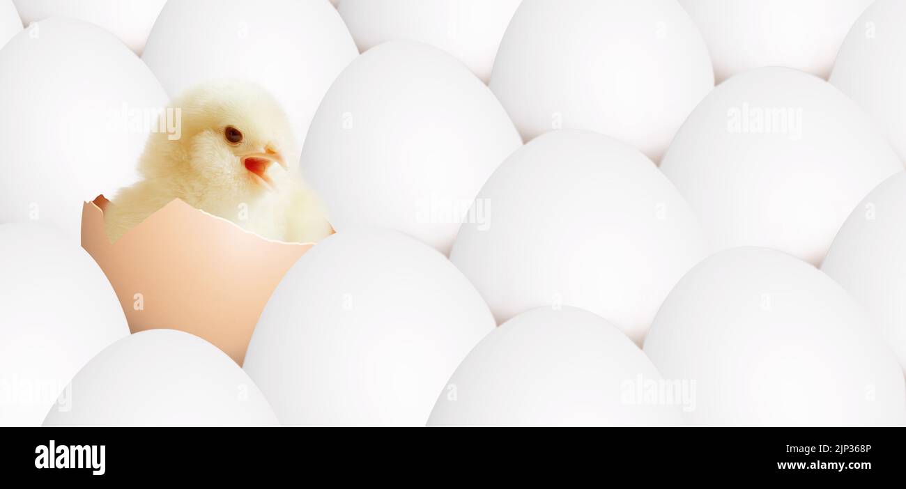 chicks, unique, baby chicken, baby duck, chicken baby, young bird ...