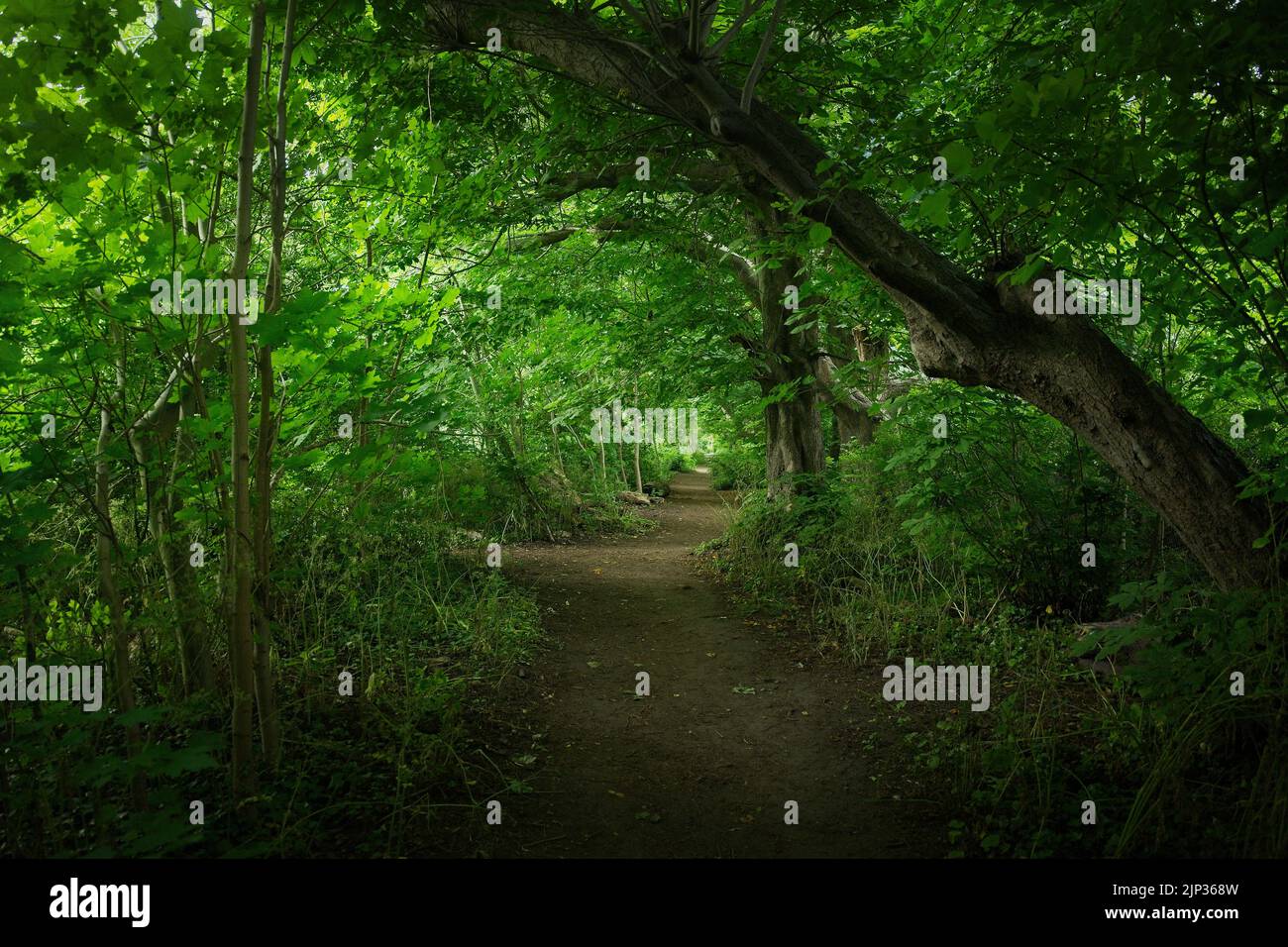A mysterious pathway in the forest Stock Photo - Alamy