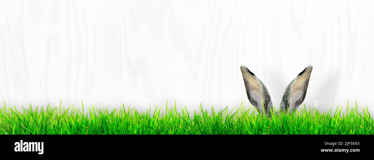 easter bunny, rabbit ears, easter bunnies, rabbit ear Stock Photo - Alamy