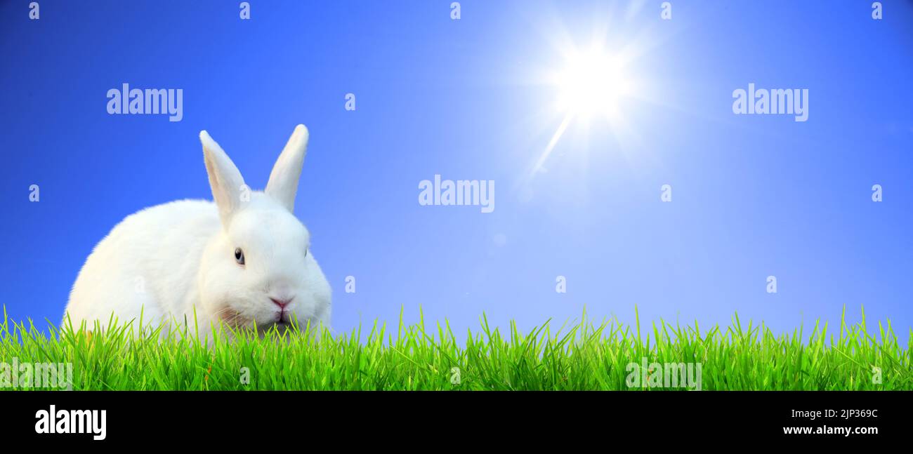 easter bunny, springtime, easter bunnies Stock Photo - Alamy