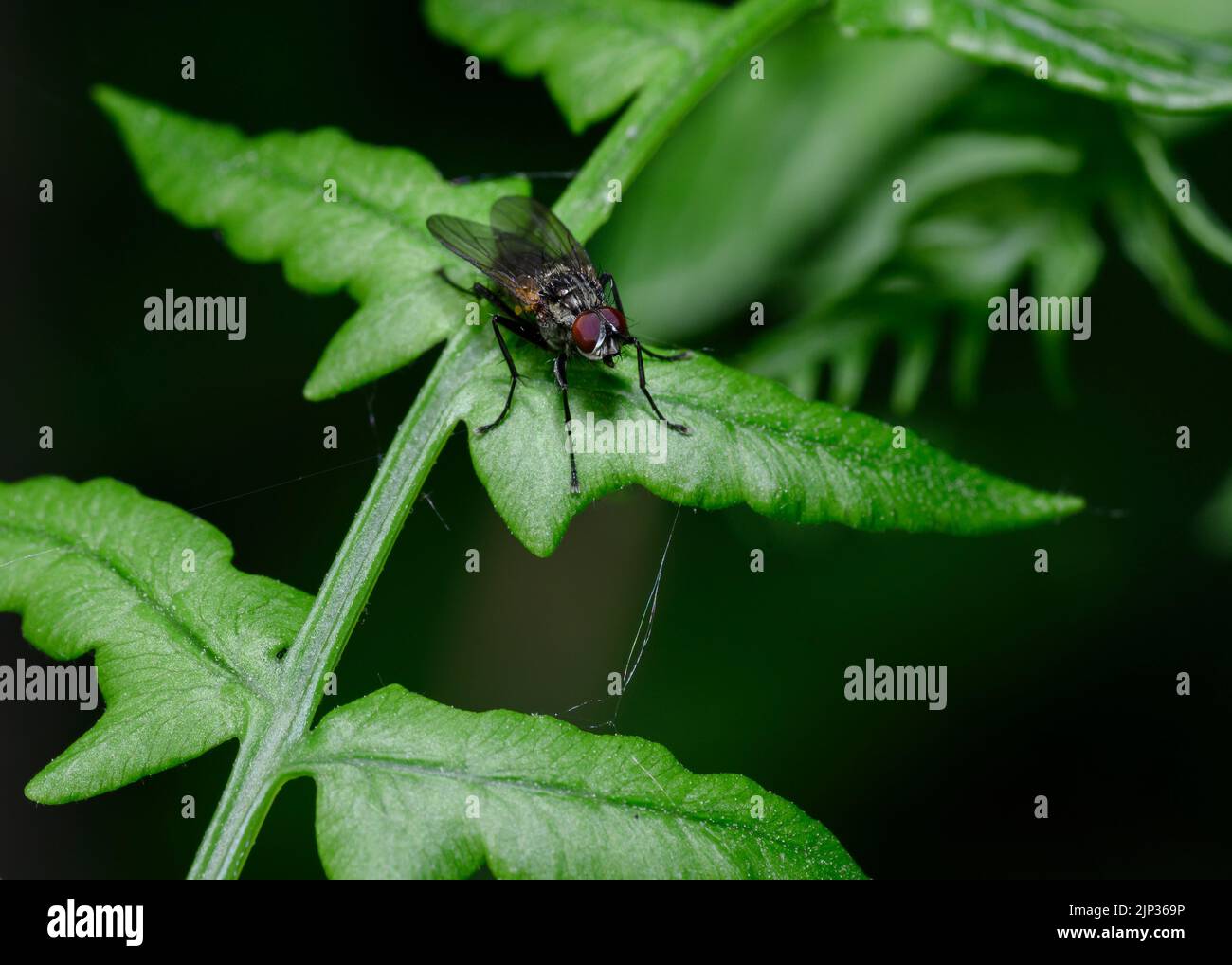 Close up view of a fly on a budding fern branch Stock Photo - Alamy