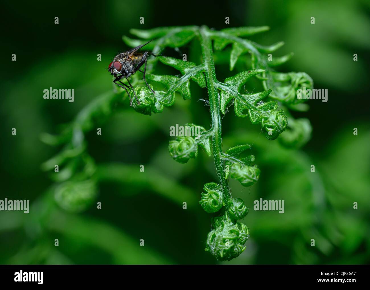 A fly on a budding fern branch Stock Photo - Alamy