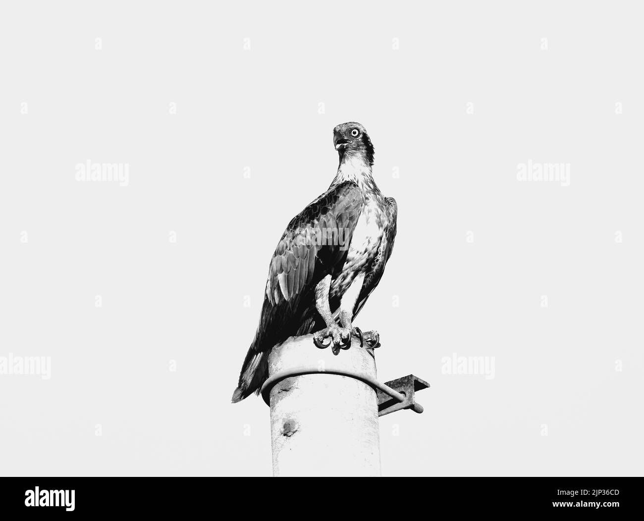 A high key shot of sea hawk bird perched on a pillar isolated on white ...