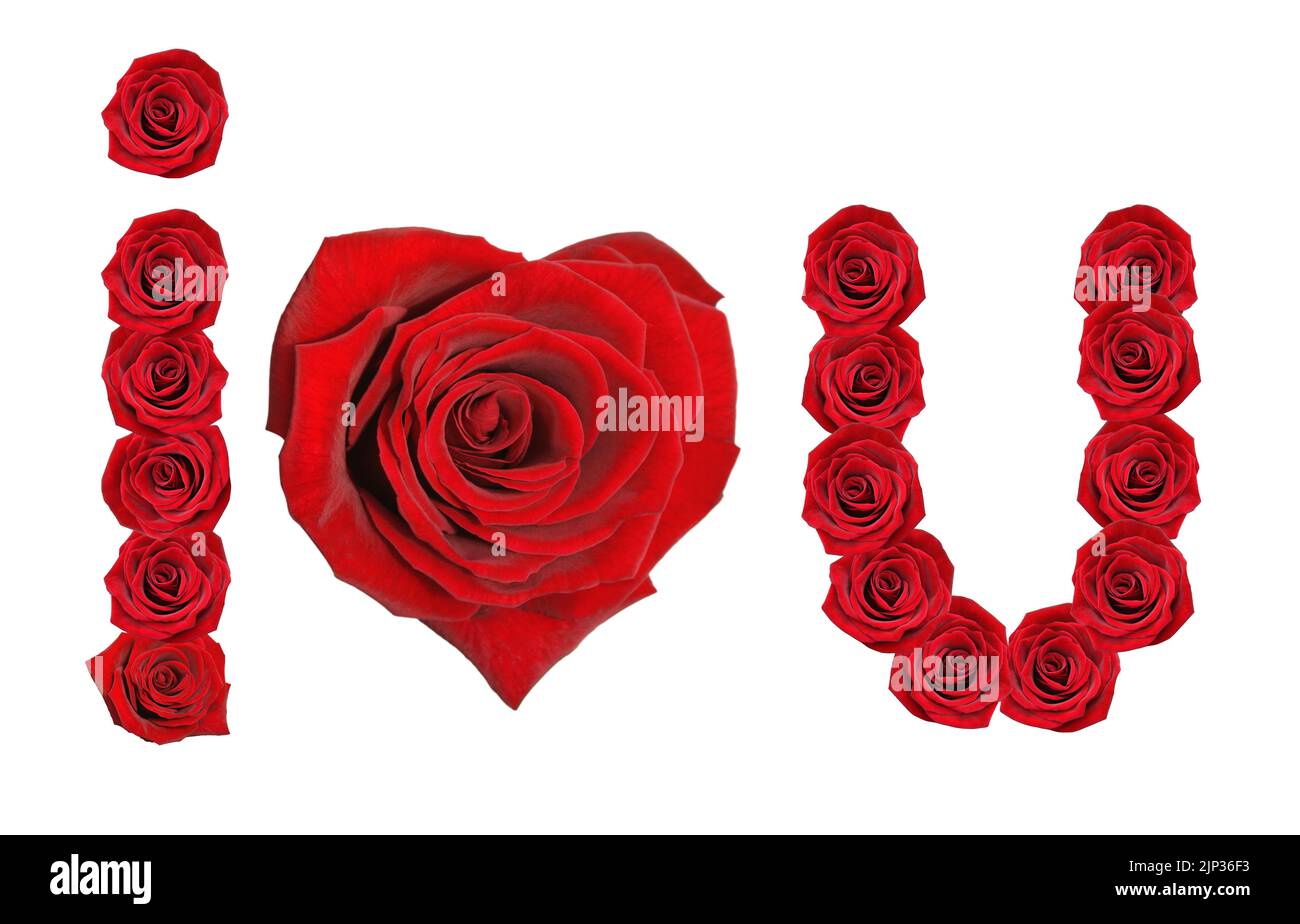valentine's day, roses, i love you, valentines, valentines day, rose, i ...