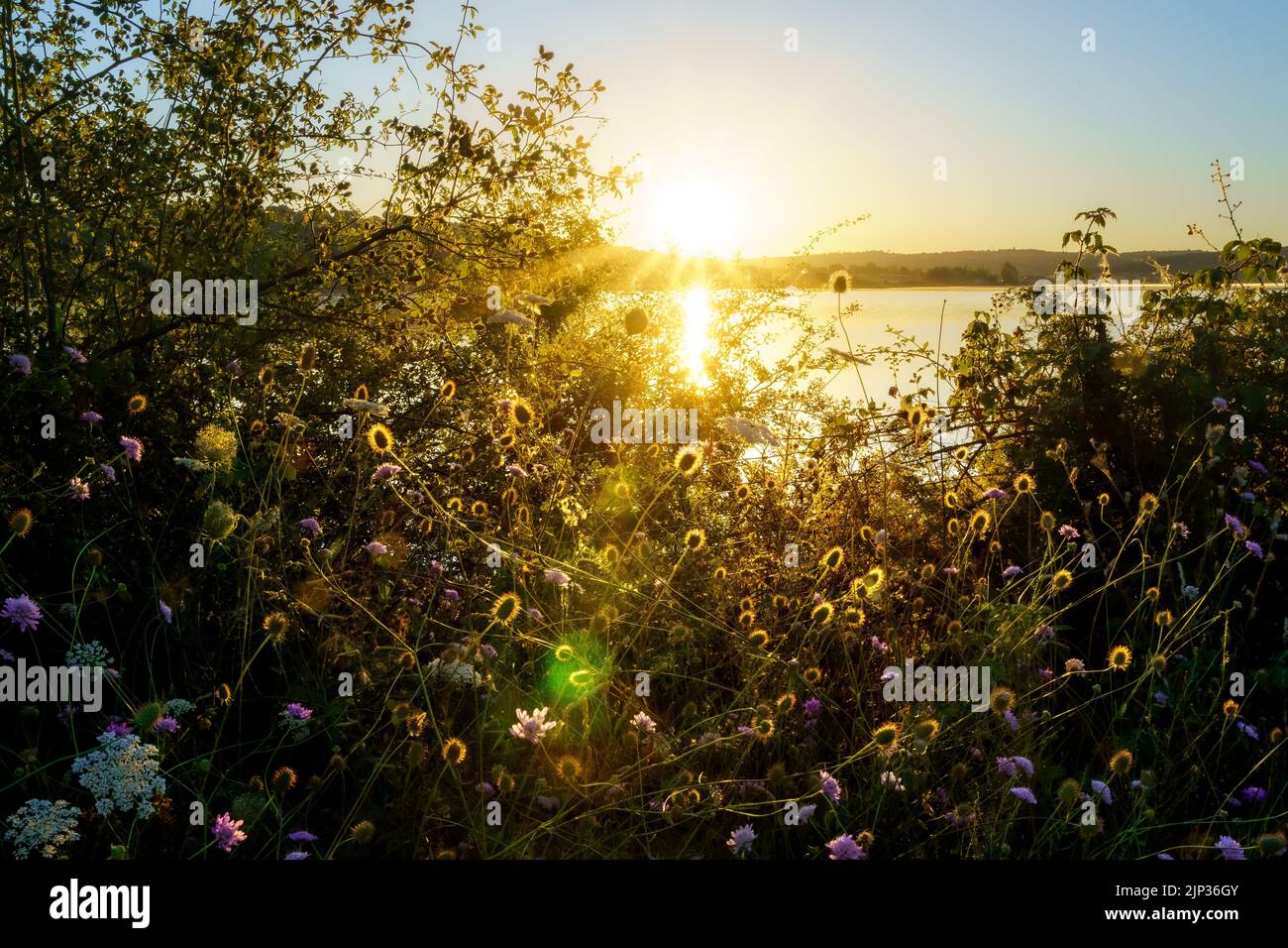 Landscape at sunrise with wild plants and sun rays reflecting off the ...