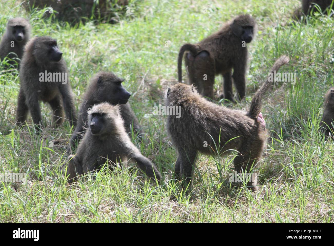 A group of baboons on green grass in a zoo Stock Photo - Alamy