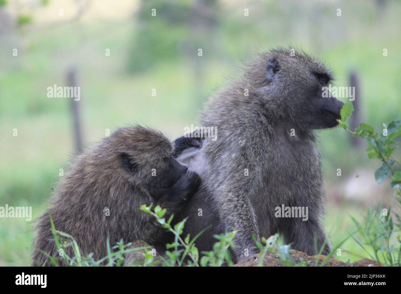 Two adorable baboons in a zoo Stock Photo - Alamy