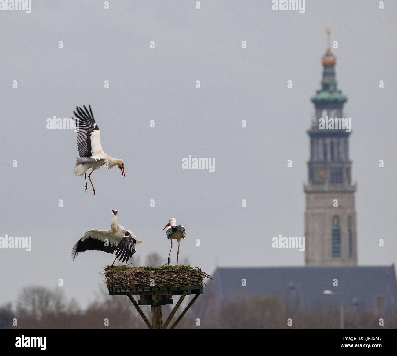 A white stork joining others in the nest with Lange Jan tower in the ...