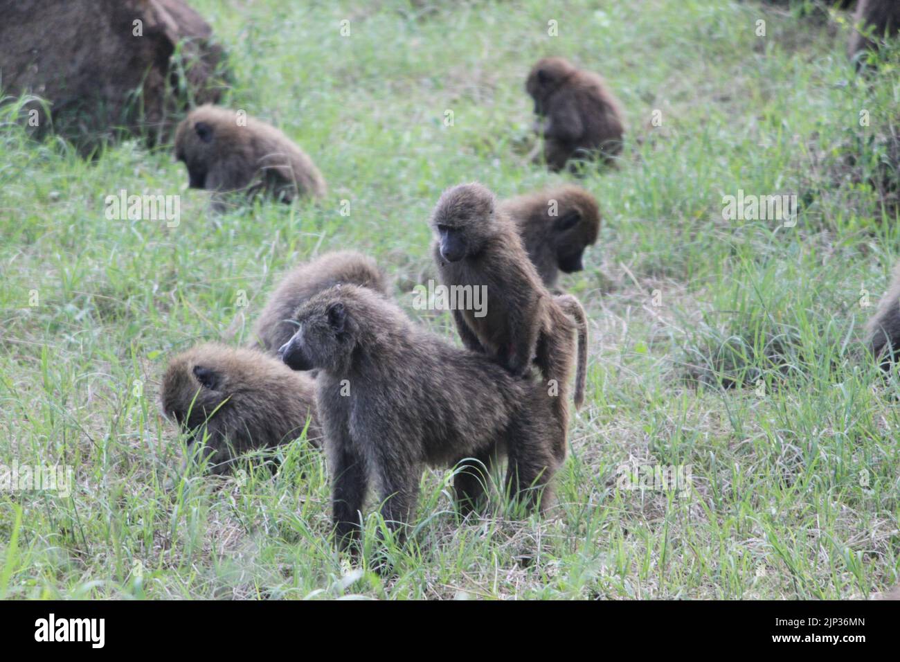 A group of baboons on green grass in a zoo Stock Photo - Alamy