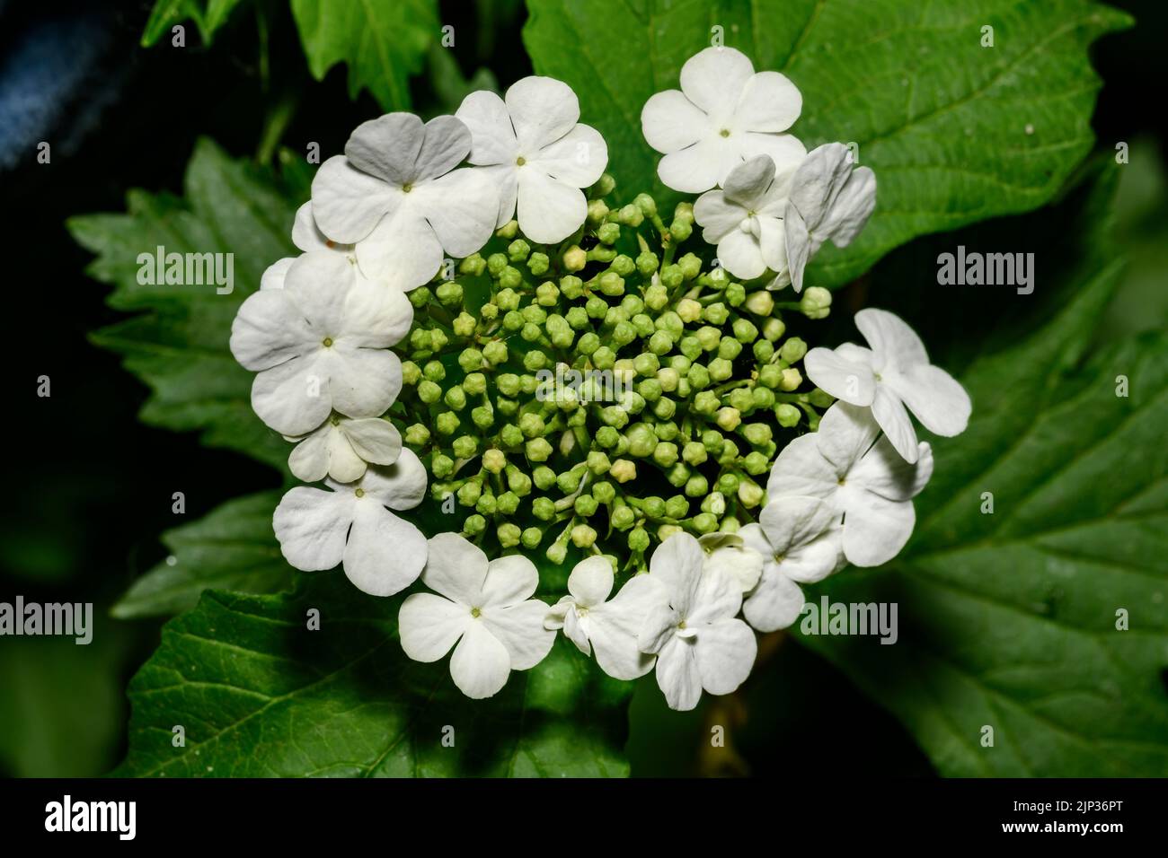 A close-up view of a circular inflorescence of white flowers of ...