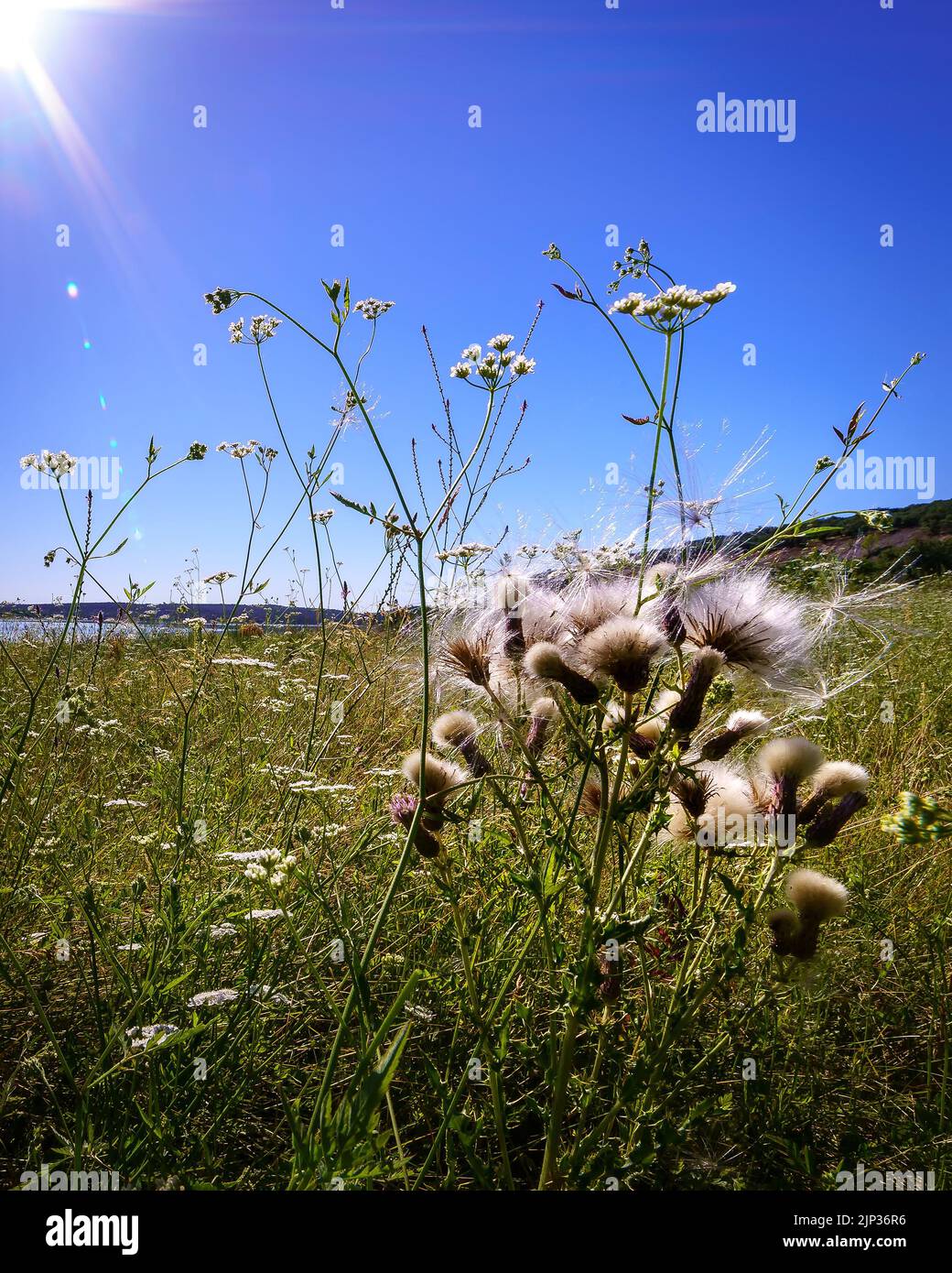 pretty plants and wild flowers on the shore of a lake with blue sky and ...