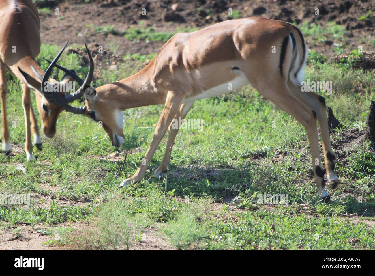 Adorable gazelles playing around in a green field Stock Photo - Alamy