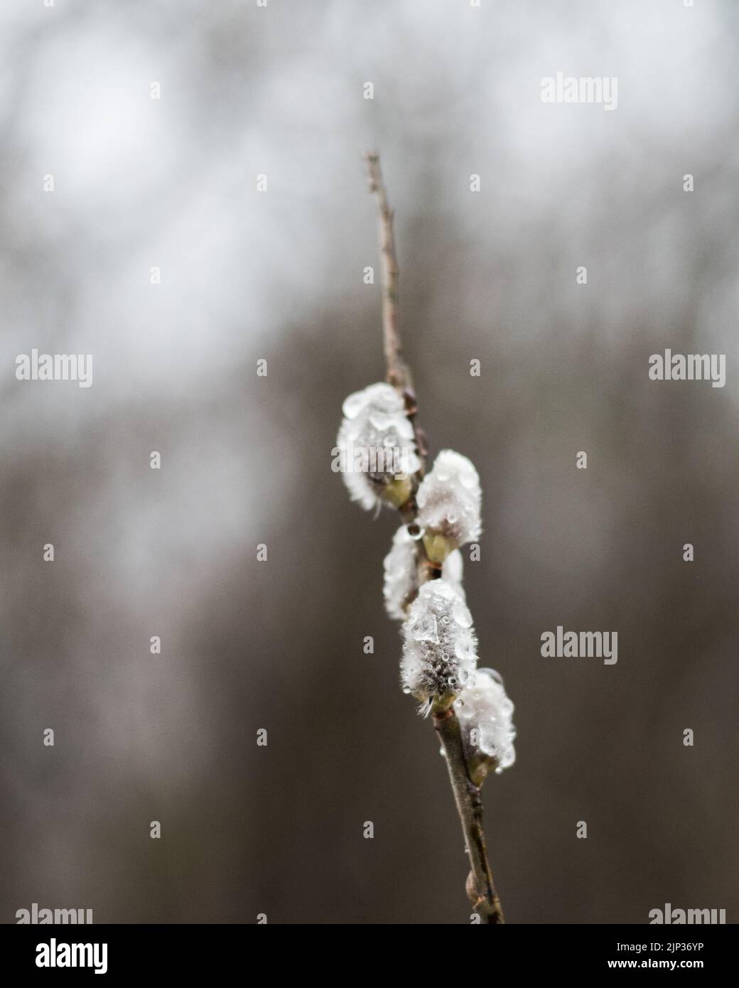 Cica maca, vrba iva Stock Photo - Alamy