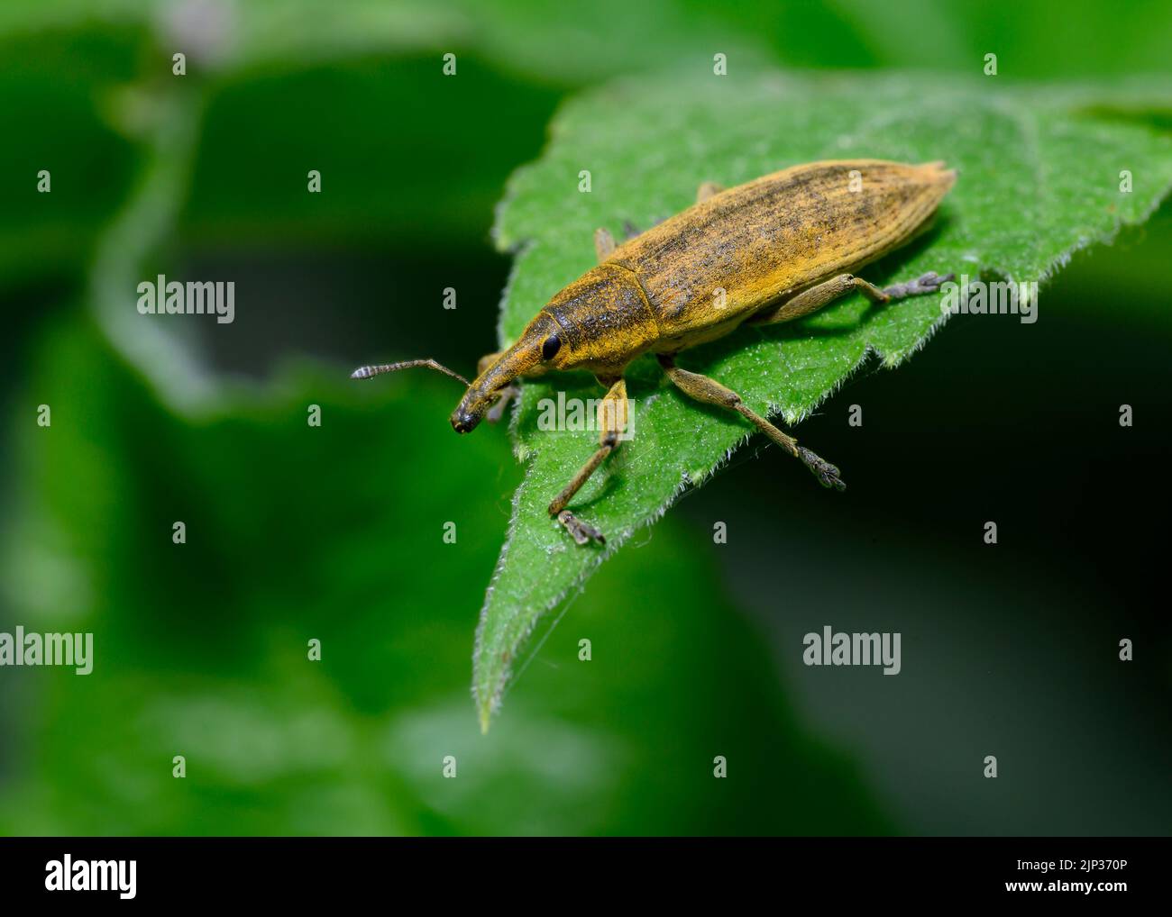 A weevil beetle (lat: Curculionidae) on a tree leaf in the forest Stock ...