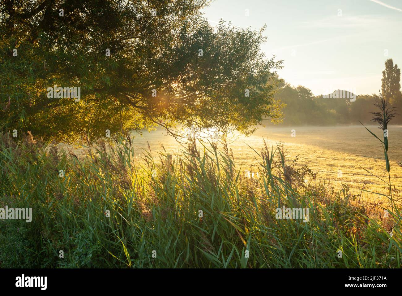 Summer morning at Harnham Water Meadows in Salisbury, Wiltshire ...