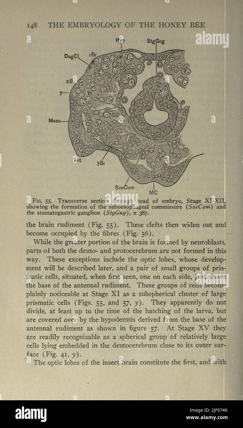 The embryology of the honey bee (Page 148 Stock Photo - Alamy